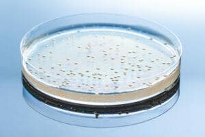 LL-37 Antimicrobial Peptide: Benefits, Dosage & Side Effects