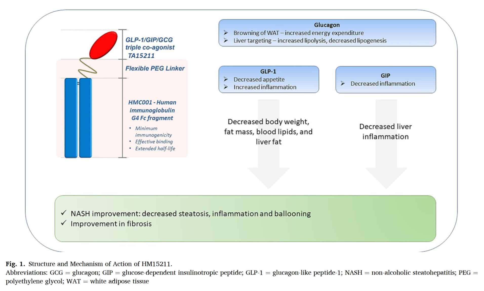 Retatrutide, Part 1: Was A Triple Agonist For GLP-1, GIP AND Glucagon ...