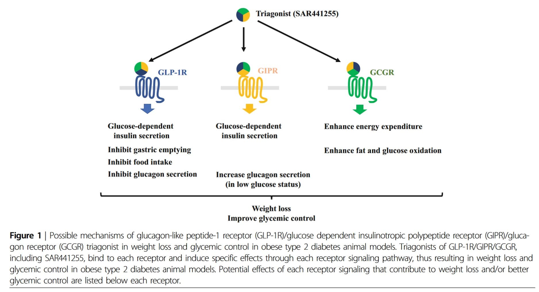 Retatrutide, Part 1: Was A Triple Agonist For GLP-1, GIP AND Glucagon ...